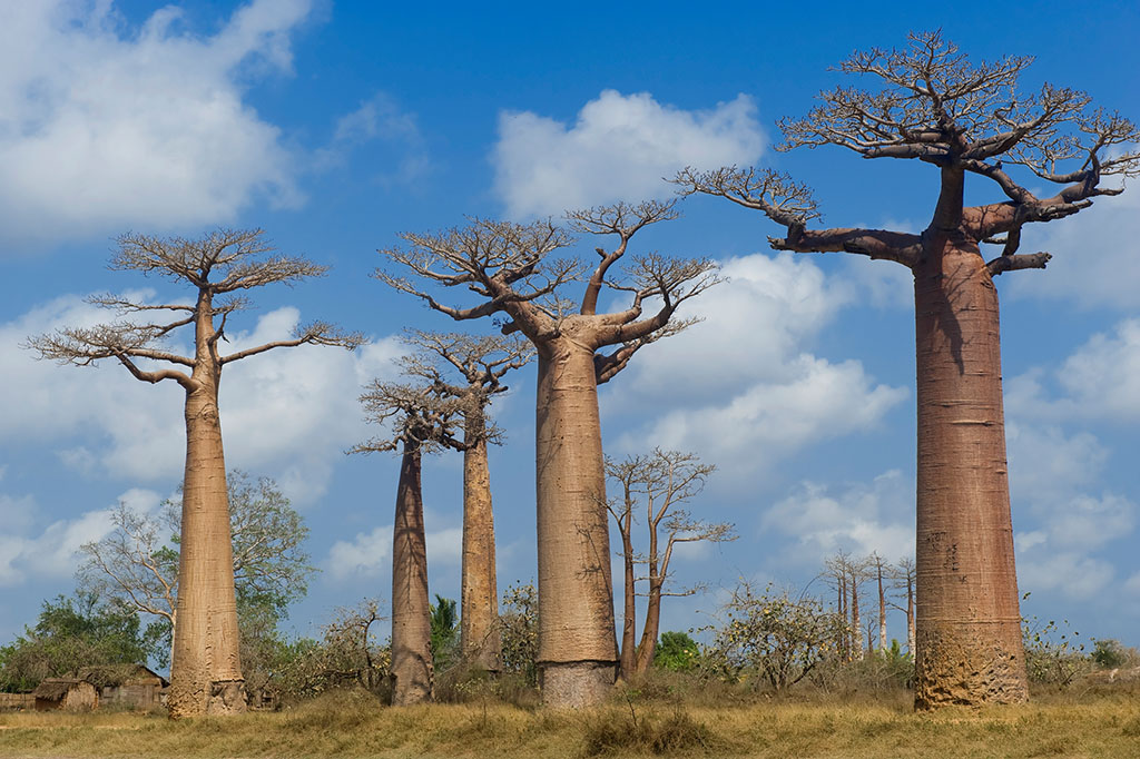 非洲猴面包树,猴面包树树叶,猴面包树_文秘苑图库